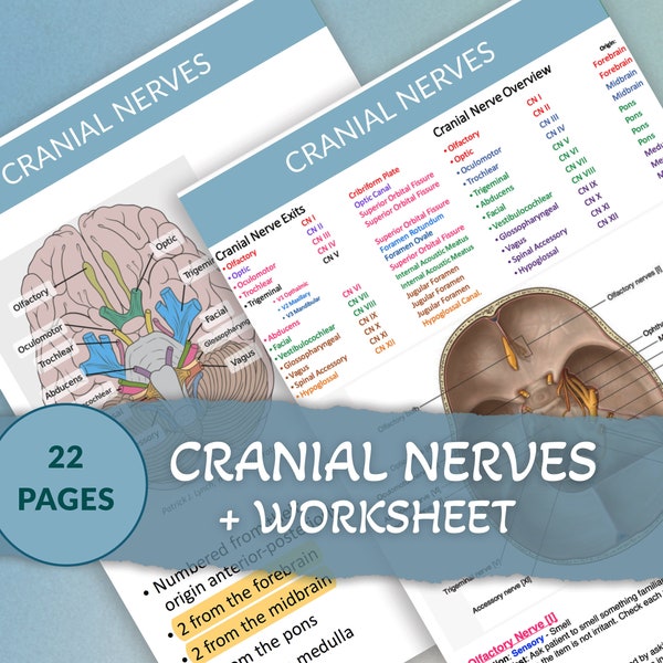 Cranial Nerves - Etsy