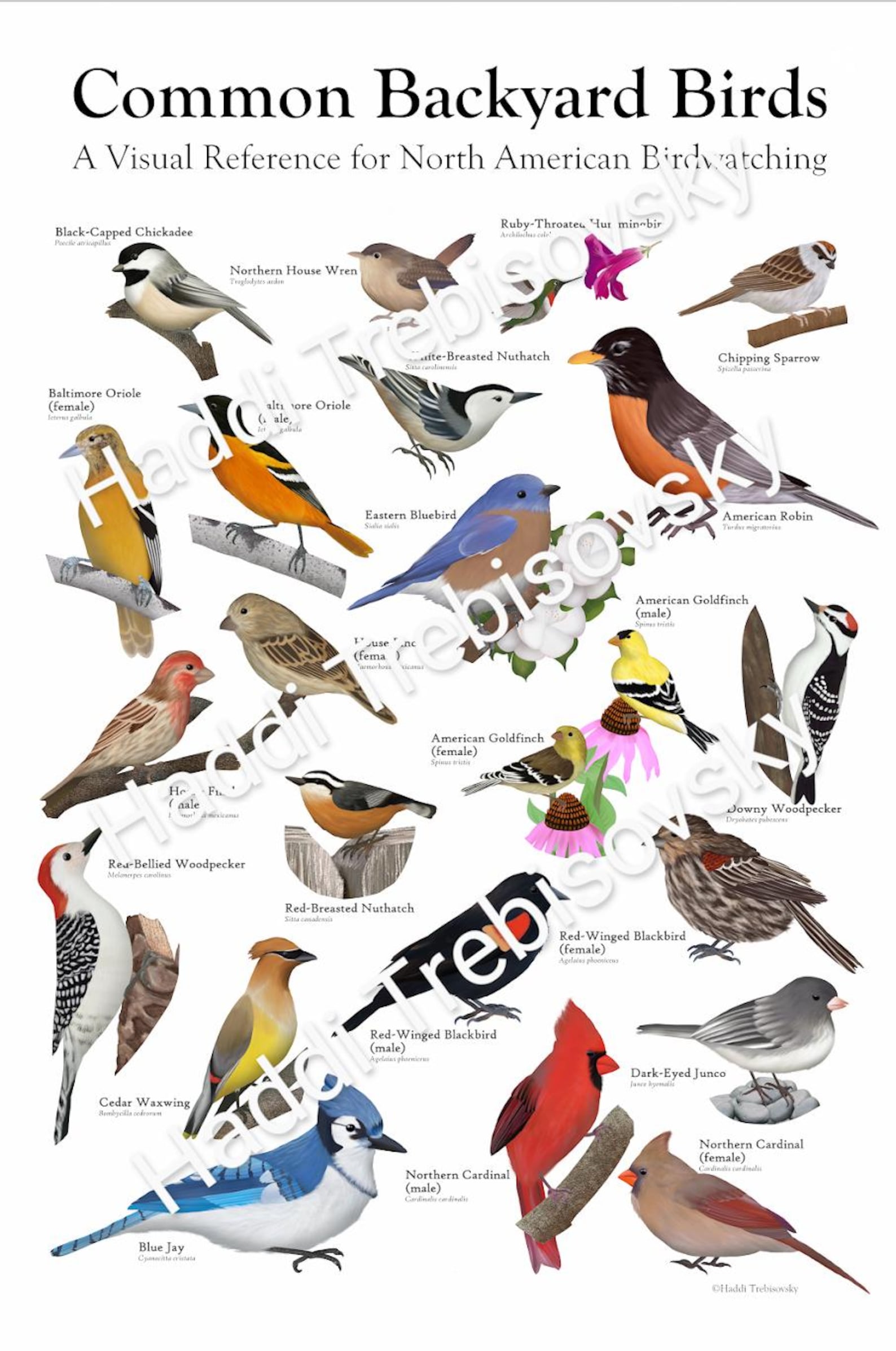 Backyard Birds Identification Chart | North American Birds Poster ...