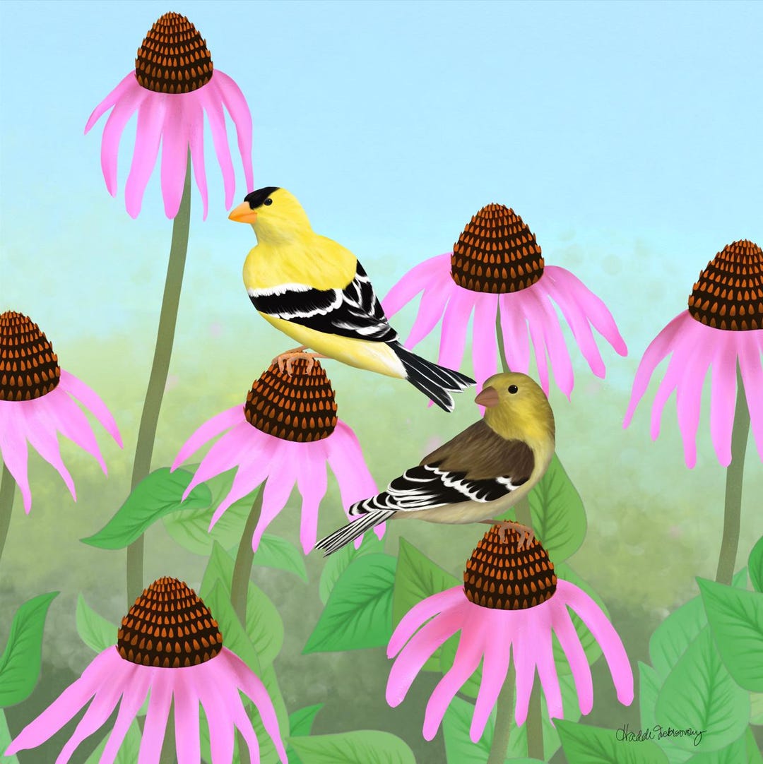 Goldfinch and Coneflowers Digital Art | Male & Female Goldfinches | 4 ...