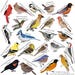 North American Backyard Birds Digital Print - 15" Square Bird ...