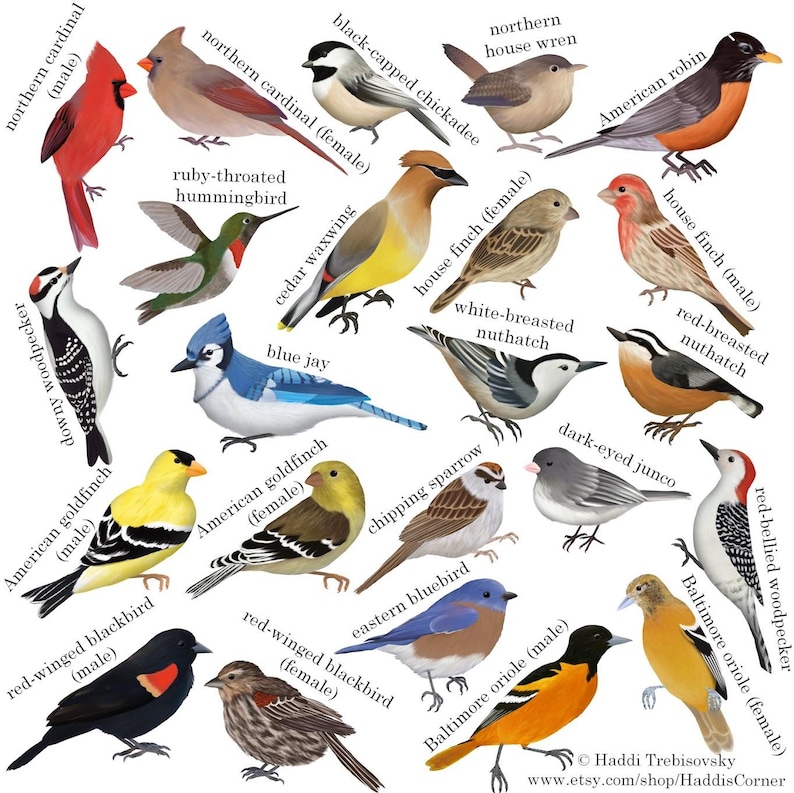 North American Backyard Birds Digital Print - 15" Square Bird ...