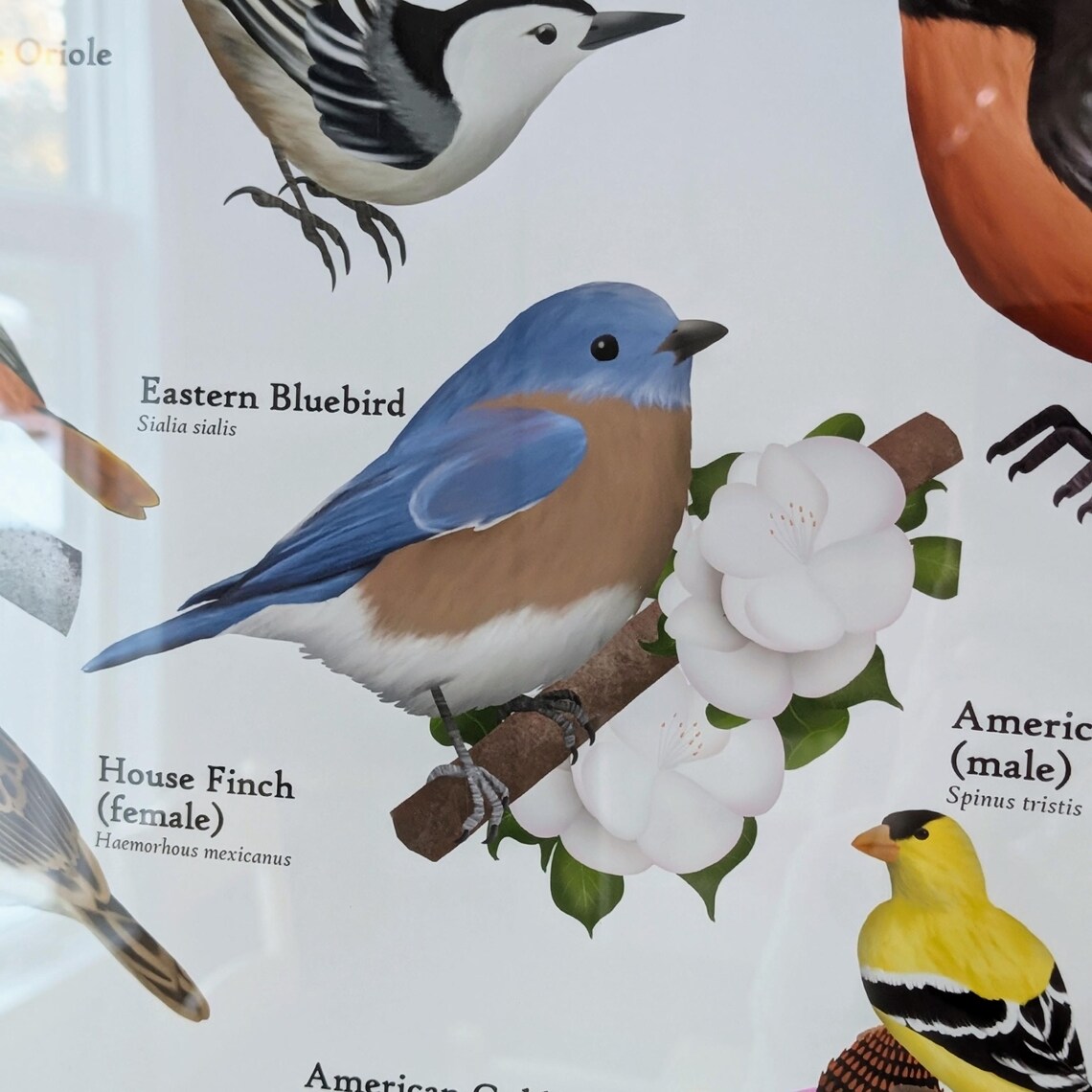 Backyard Birds Identification Chart | DIGITAL FILE | Printable Bird ...