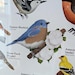 Backyard Birds Identification Chart | DIGITAL FILE | Printable Bird ...