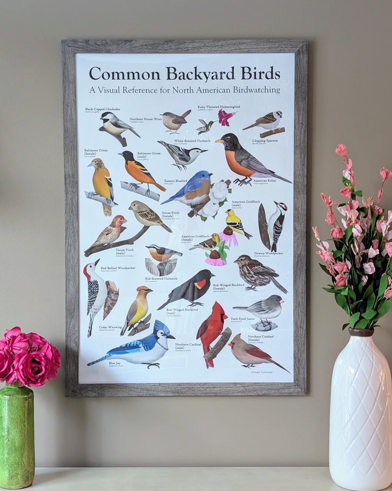 Backyard Birds Identification Chart | DIGITAL FILE | Printable Bird ...