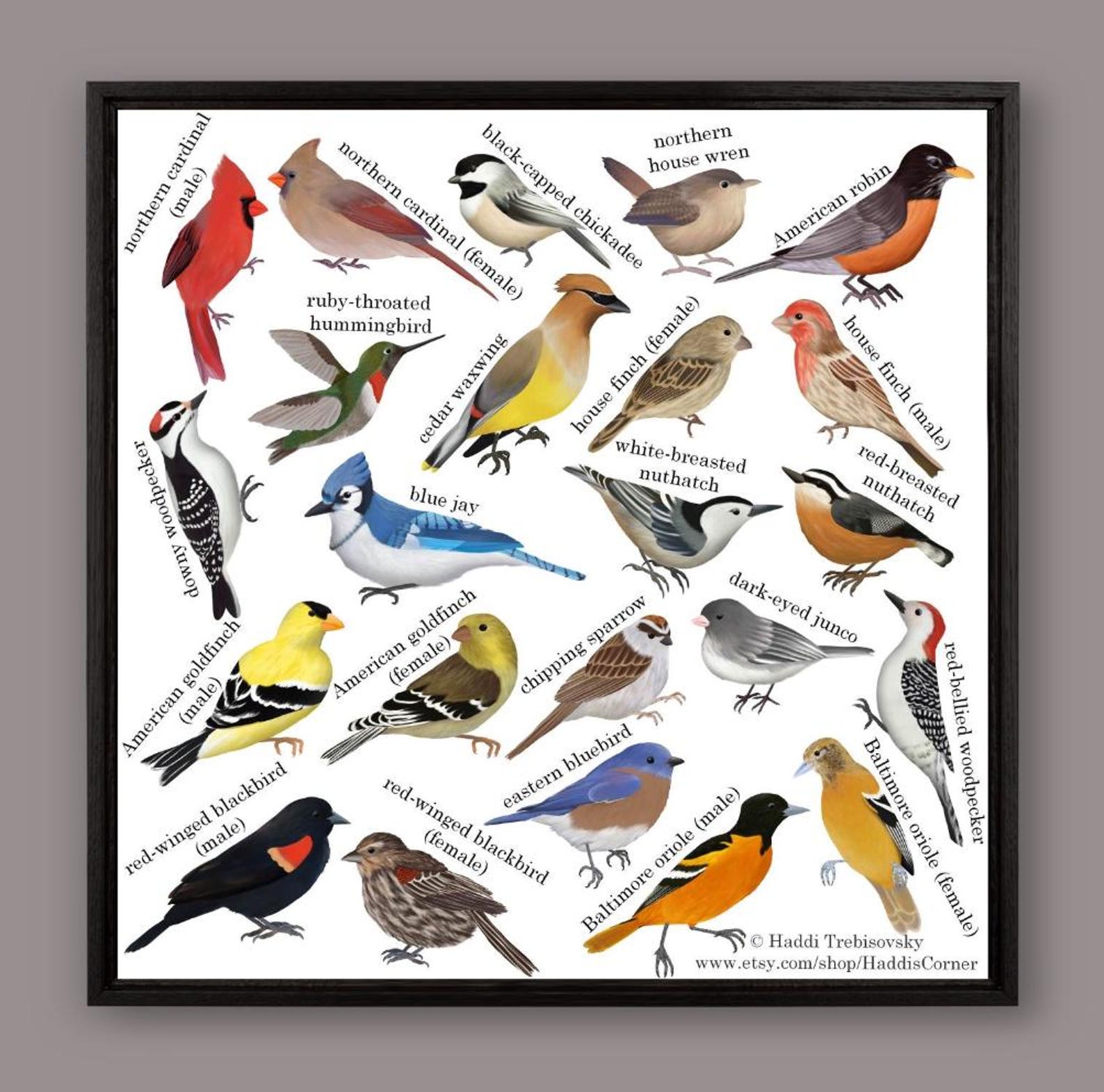 North American Backyard Birds Digital Print - 15" Square Bird ...