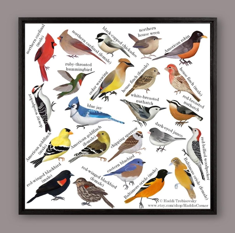 North American Backyard Birds Digital Print - 15" Square Bird ...