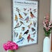 Backyard Birds Identification Chart | DIGITAL FILE | Printable Bird ...
