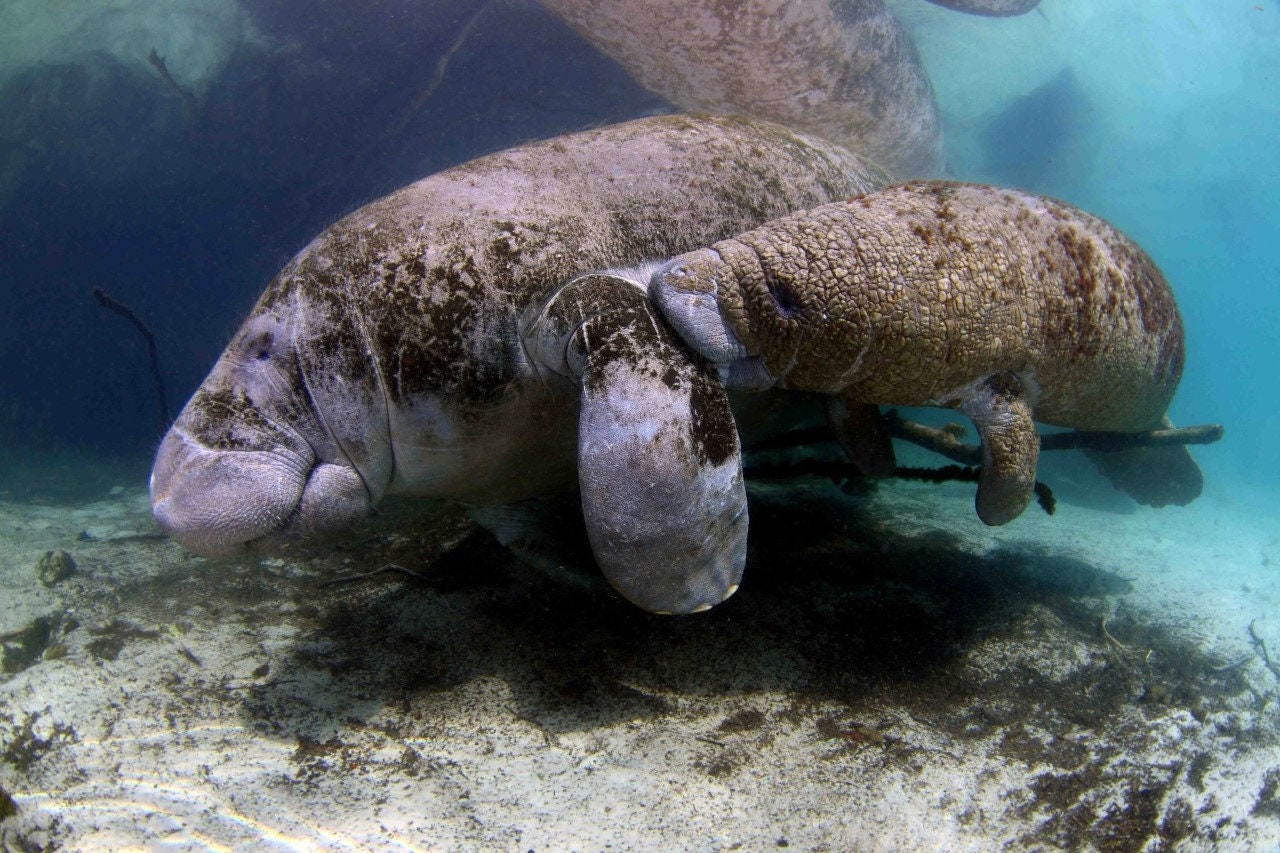Lamantin de bébé dallaitement Floride | Etsy