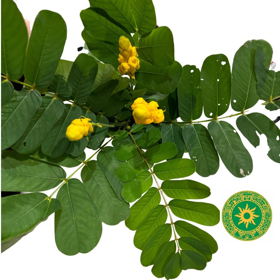 African Macaw Mallet - Etsy