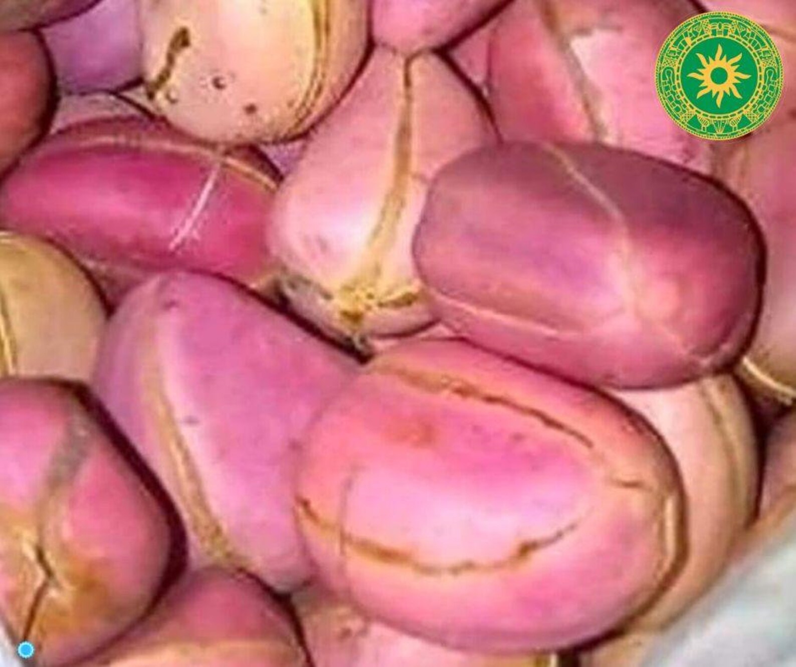 Obi Abata Cola Acuminata Kolanuts - Etsy