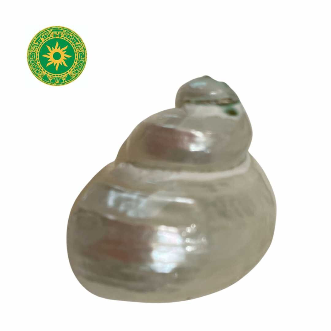 SMALL PEARL SNAIL - Etsy