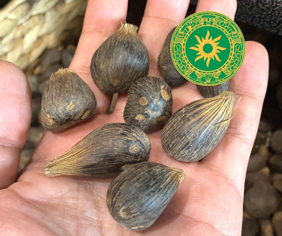 Ikines of 4 Eye Hand of Ikines 21 Piece Hand of Ifa Adele - Etsy