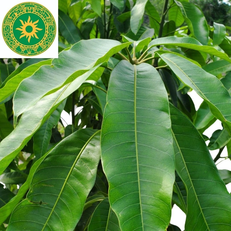 Mango Tree - Etsy