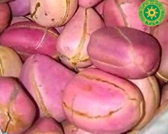 Obi Kola, Obi Abata, Cola Nitida, Kolanut 4 Lobed 6 Pieces - Etsy