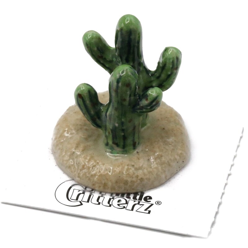 Miniature Cactus - Etsy