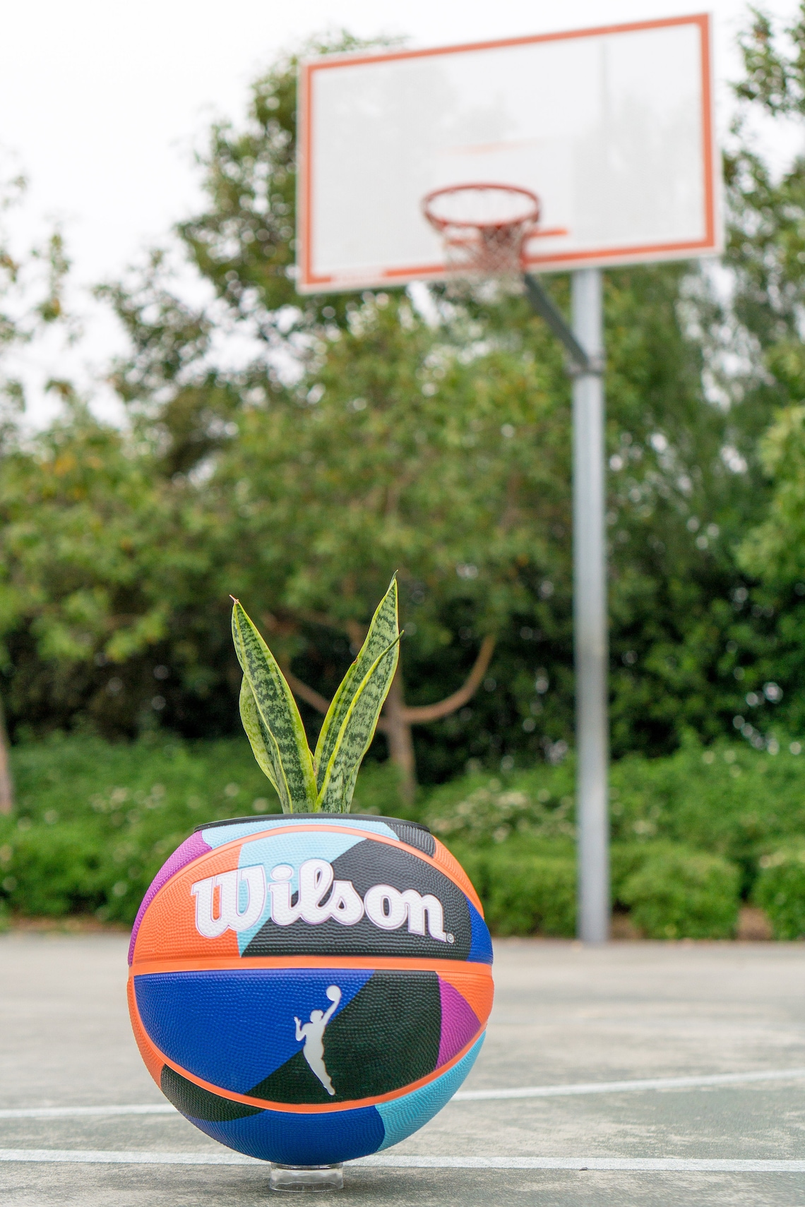 Plntrs WNBA Wilson HEIR Basketball Planter New Ball With - Etsy