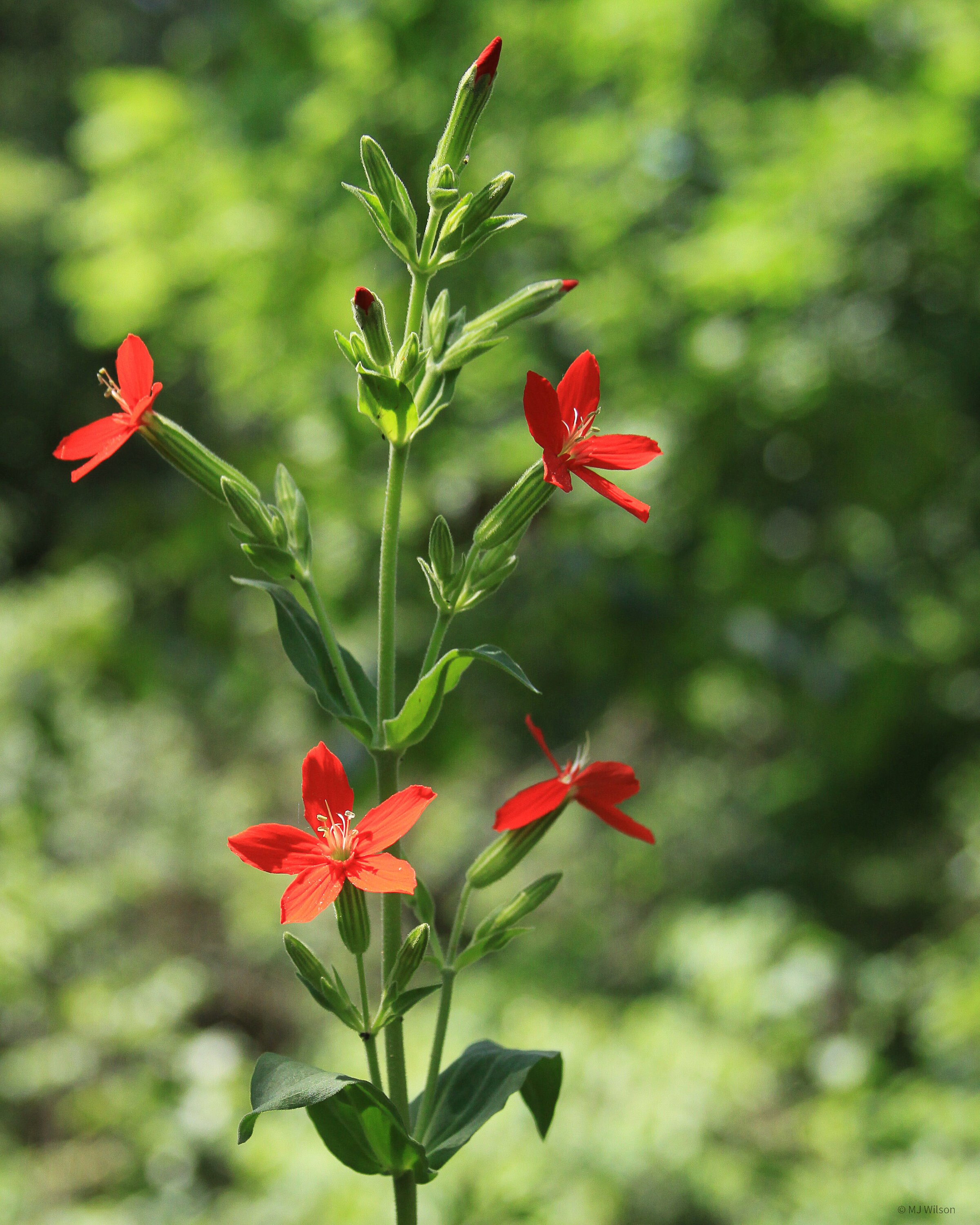 Red Wildflower - Etsy