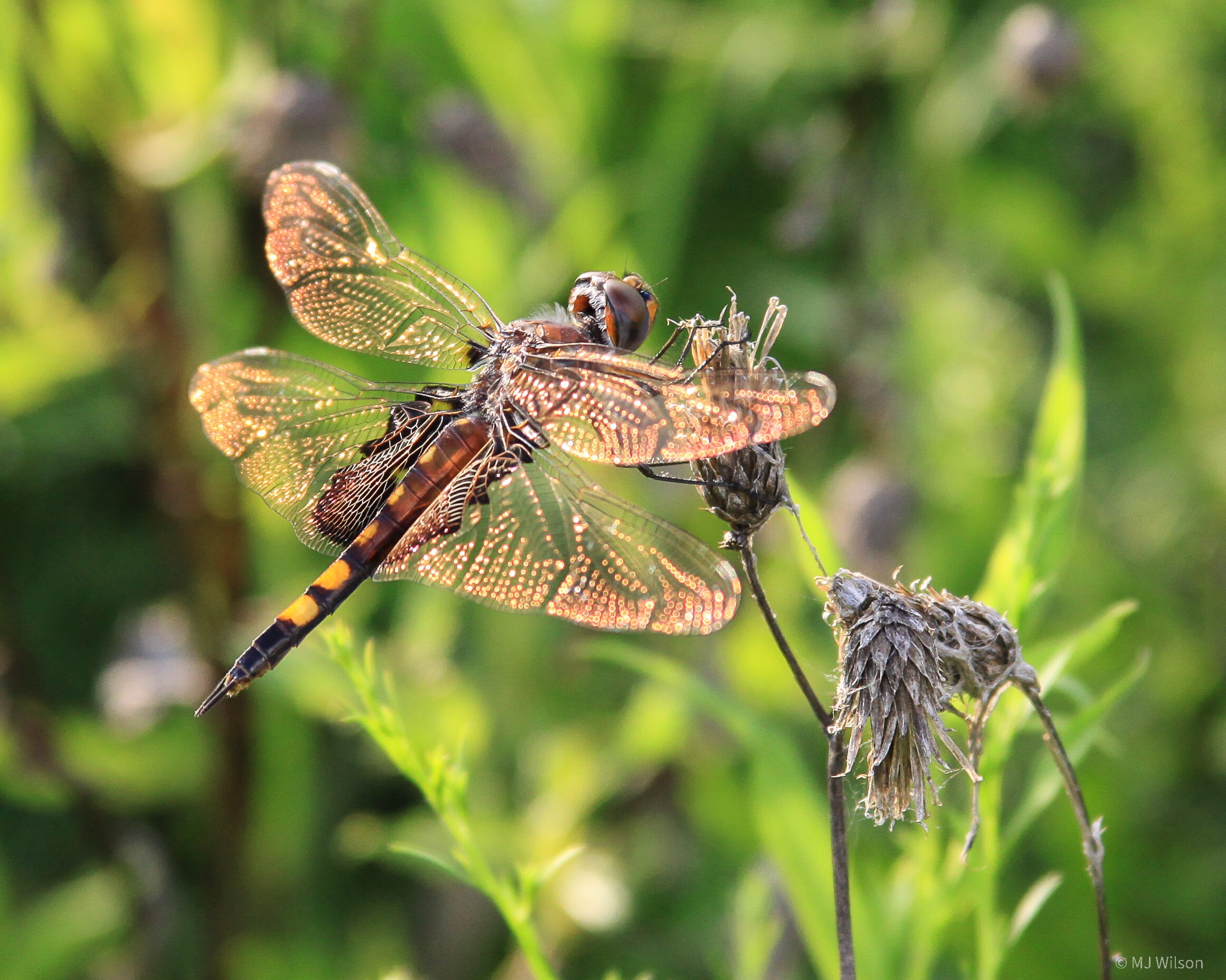 Dragonfly Lights - Etsy