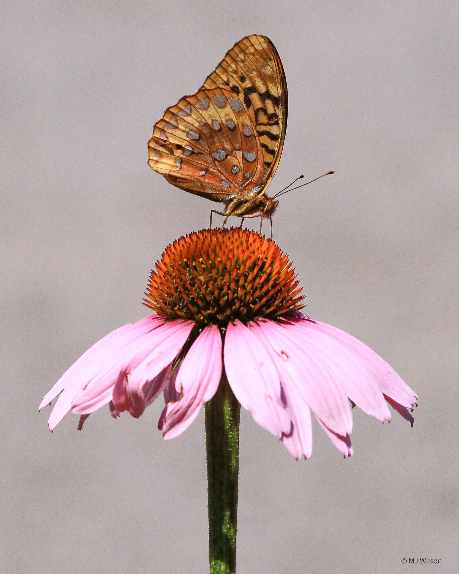 Great Spangled Fritillary on Cone Flower - Etsy
