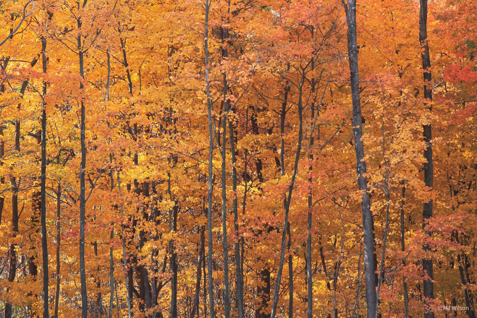 Falls Fiery Landscape - Etsy