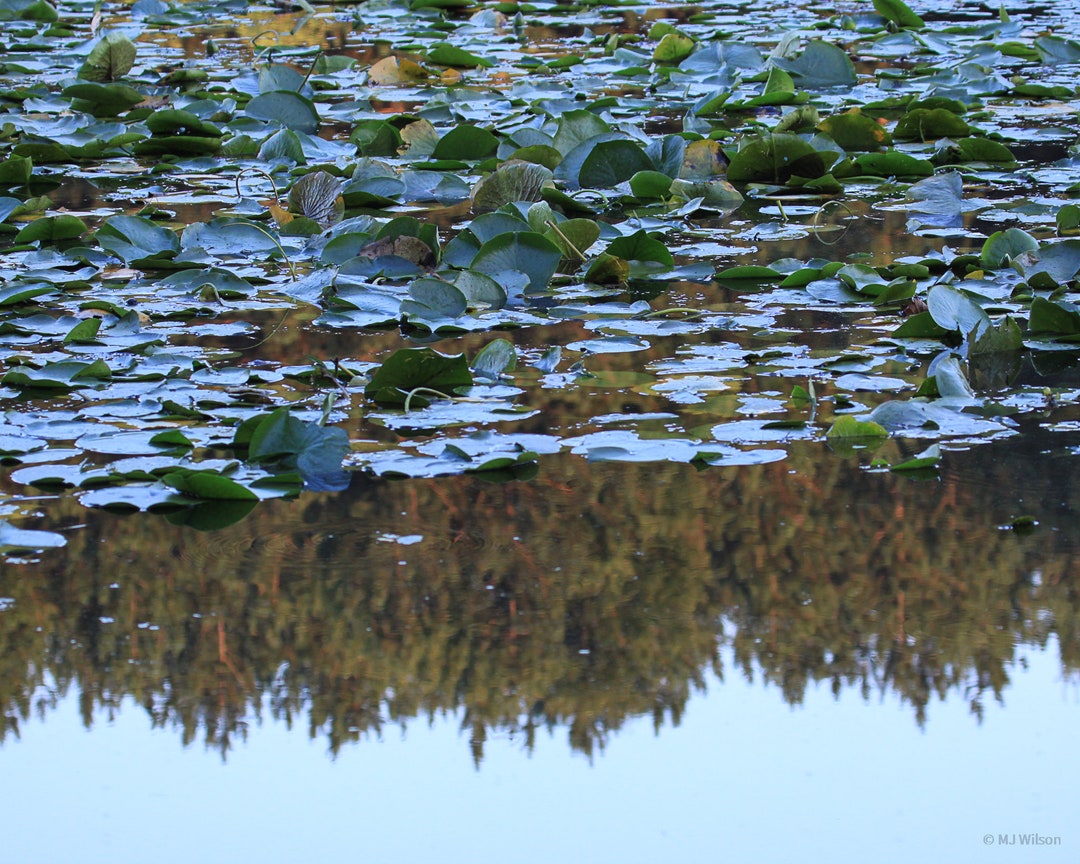 The Hanging Bog in Cuba, NY - Etsy