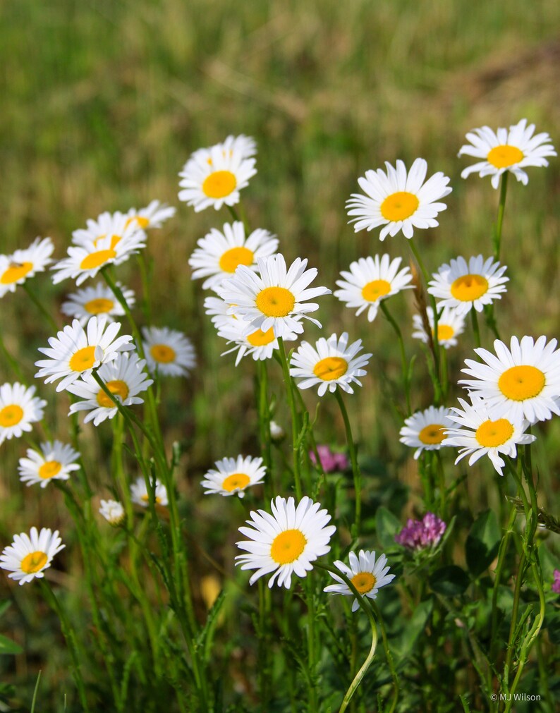 Daisies & Clover - Etsy
