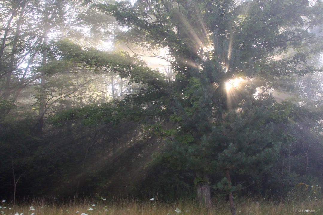August Sunrise Through the Trees - Etsy