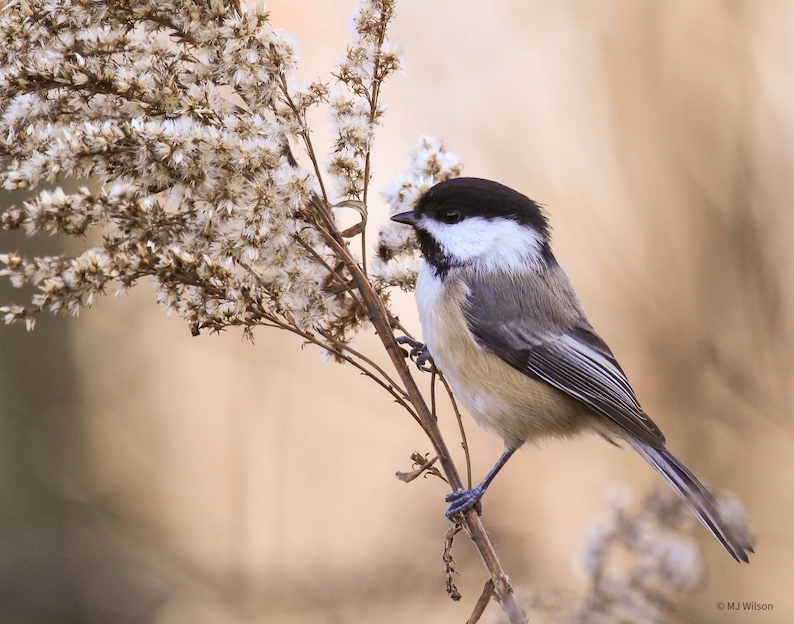 Black-capped Chickadee in November - Etsy