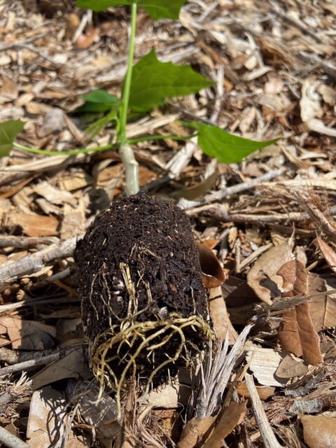 Chaya Plant Live/rooted Tree Spinach Cnidoscolus - Etsy