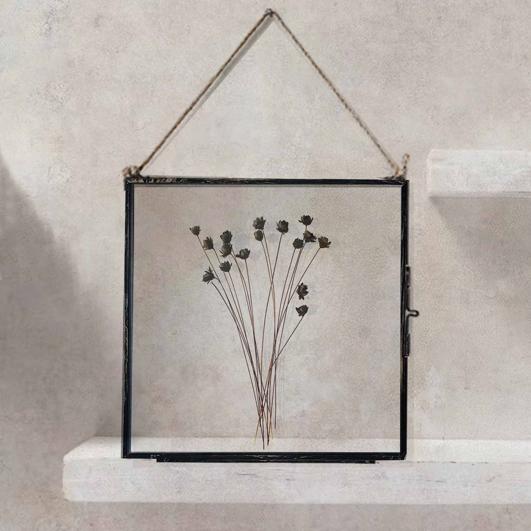 Black Star Daisy in Hanging Glass Frame, Pressed Flower Frame ...