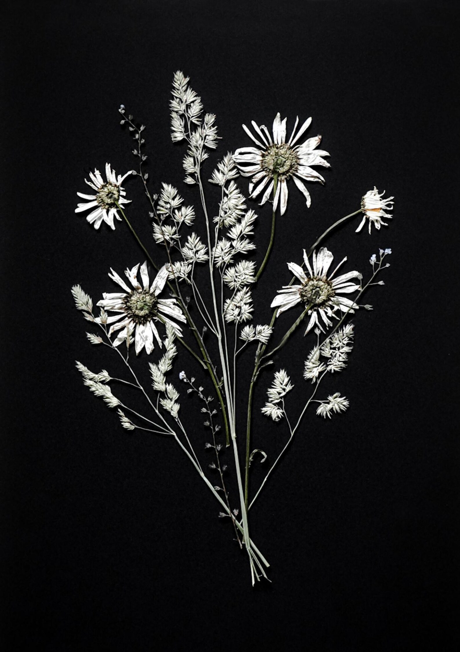 Golden Hour A3 Pressed Flower Frame | Exquisite Preserved Botanical ...