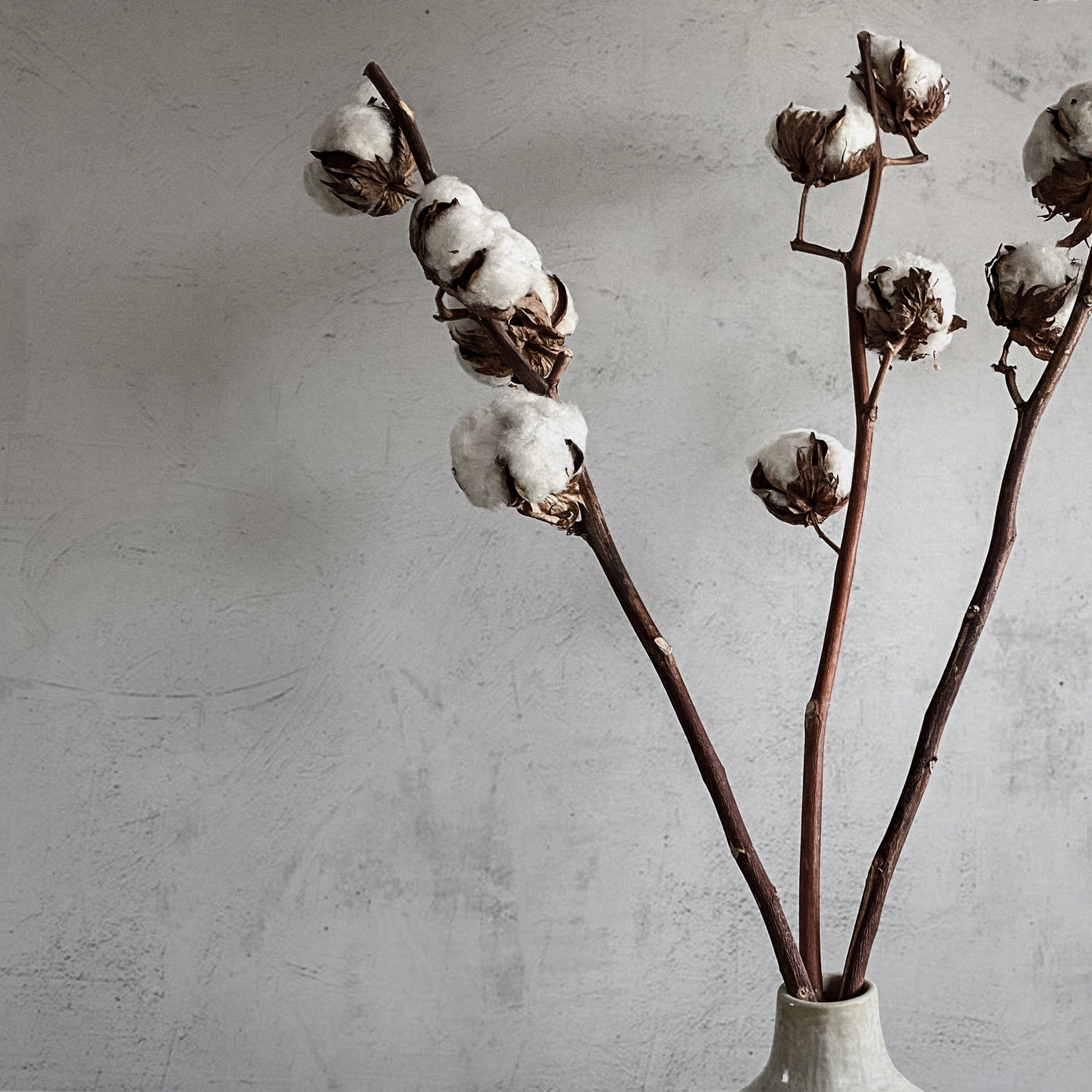 Fluffy Dried Cotton Stems, Real Dried Cotton Flower Stems, Housewarming ...