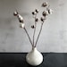 Fluffy Dried Cotton Stems, Real Dried Cotton Flower Stems, Housewarming ...