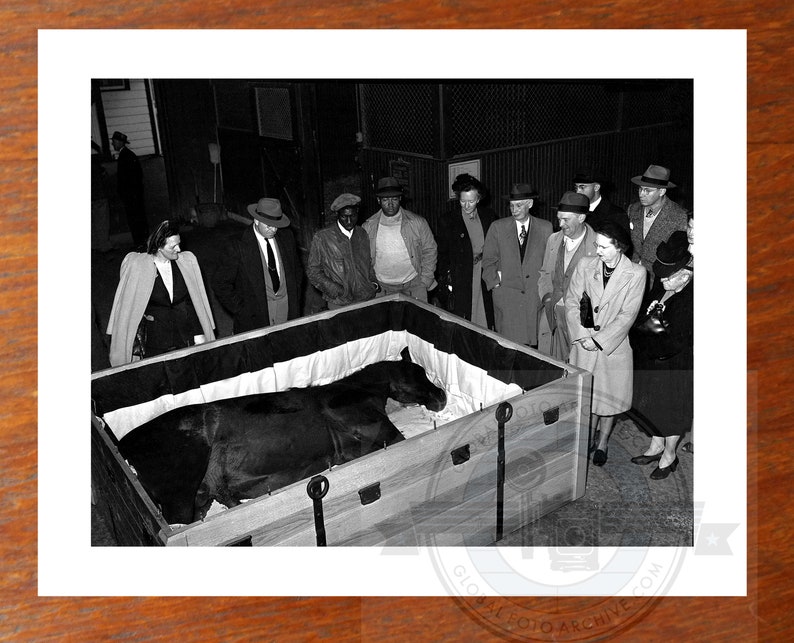 MAN O' WAR Racehorse Dead in Casket 1947 Funeral 8x10 Photo - Etsy