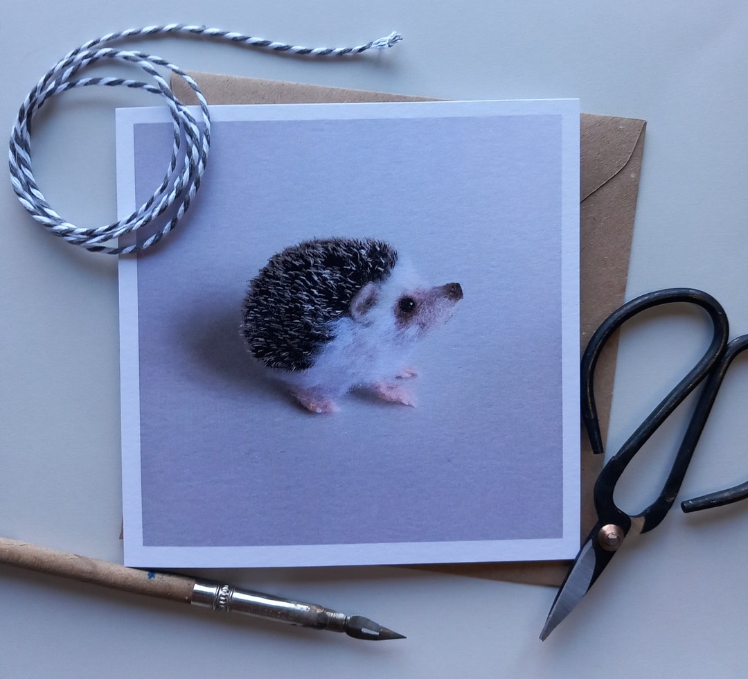 Hedgehog Card, Pygmy Hedgehog Card, Blank Card, Greetings Card ...