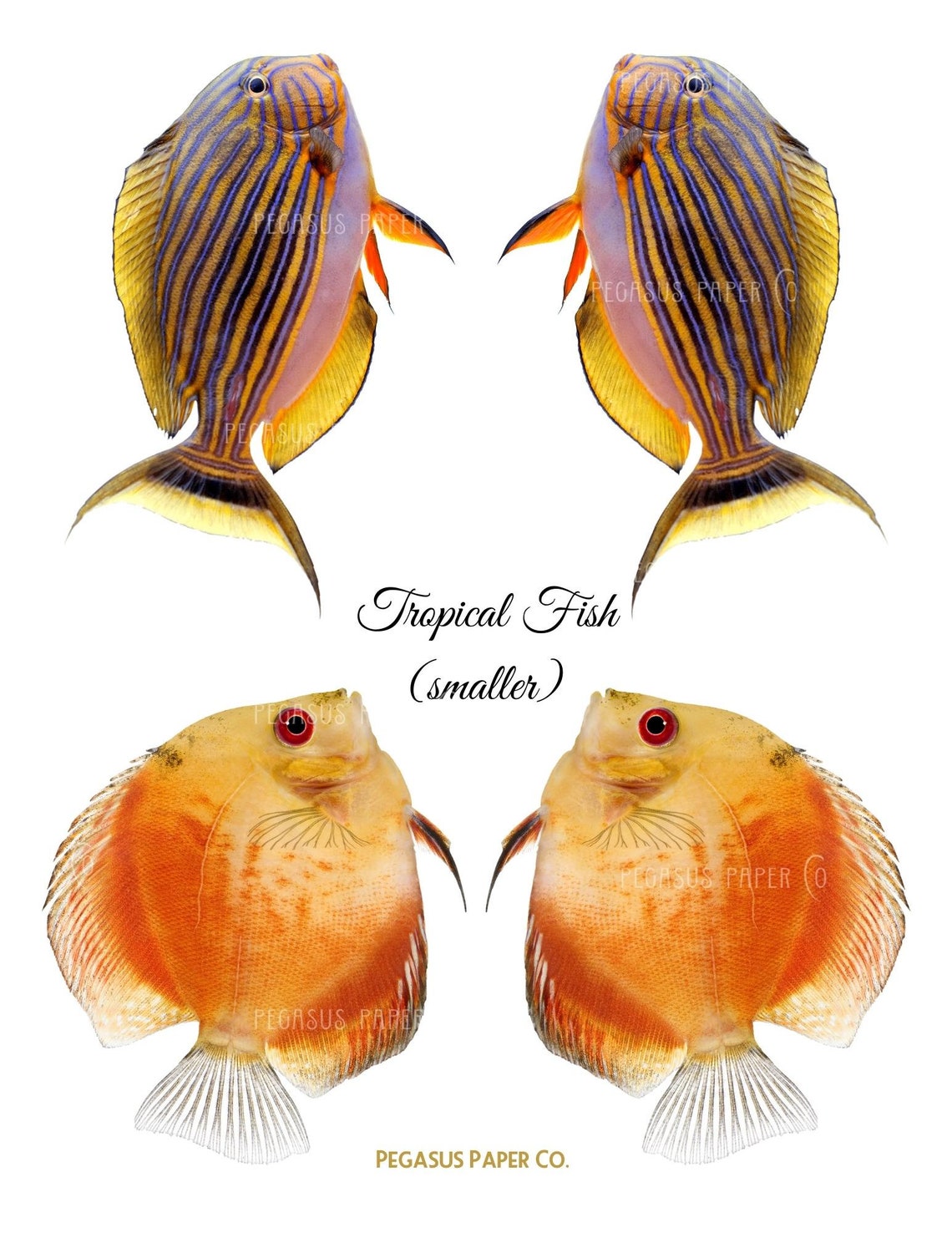 Tropical Fish Printable Images for Decoupage Custom Request - Etsy