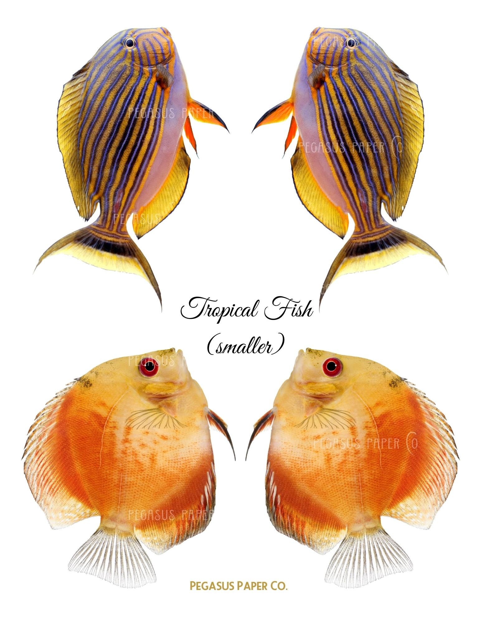 Tropical Fish Printable Images for Decoupage Custom Request for Jane - Etsy