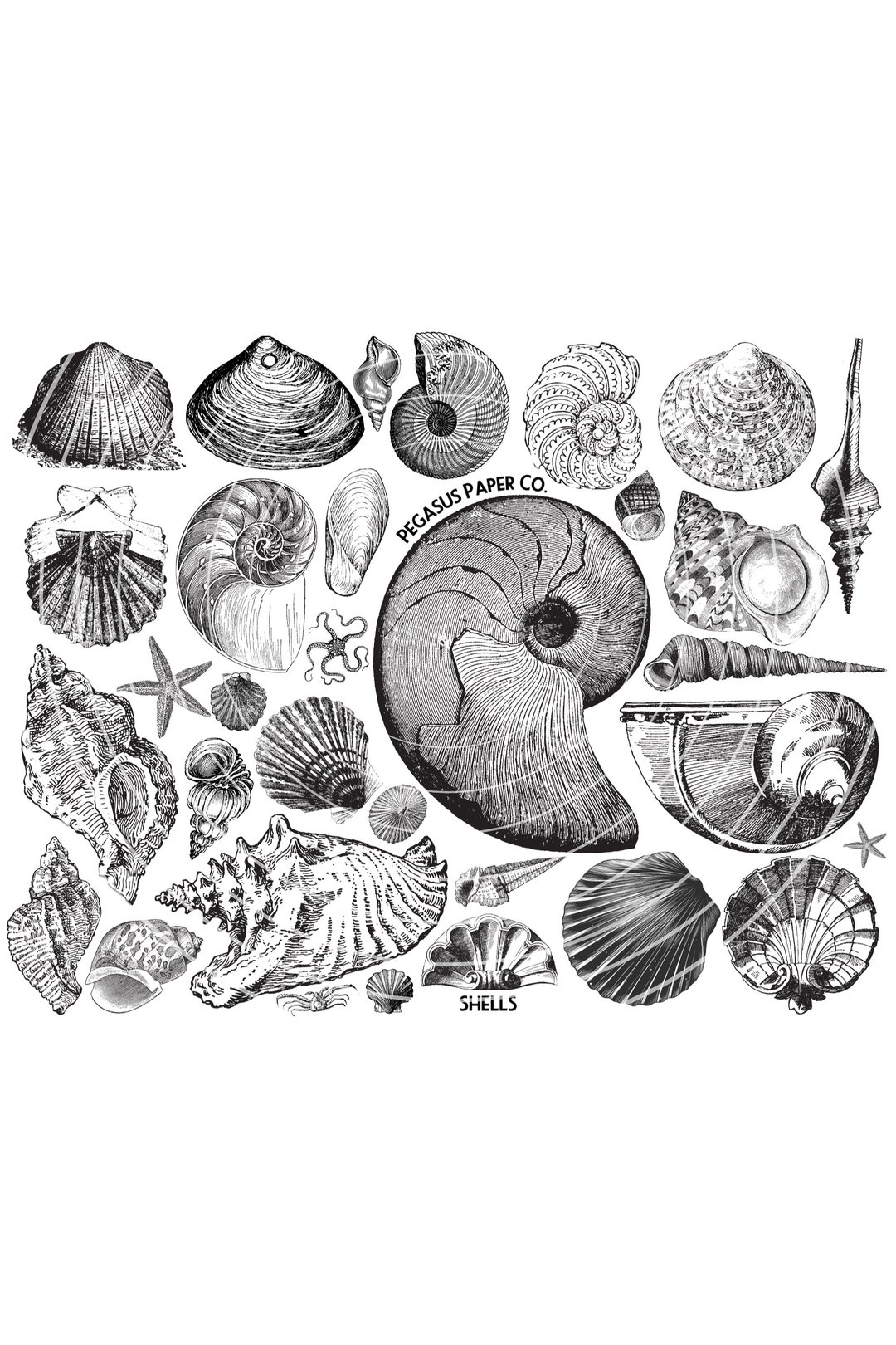 Clipart Shells Digital Collage Sheet of Fussycut Starfish Conch ...