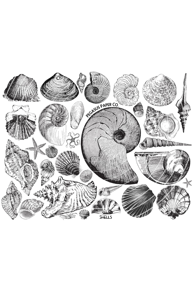 Clipart Shells Digital Collage Sheet of Fussycut Starfish Conch ...