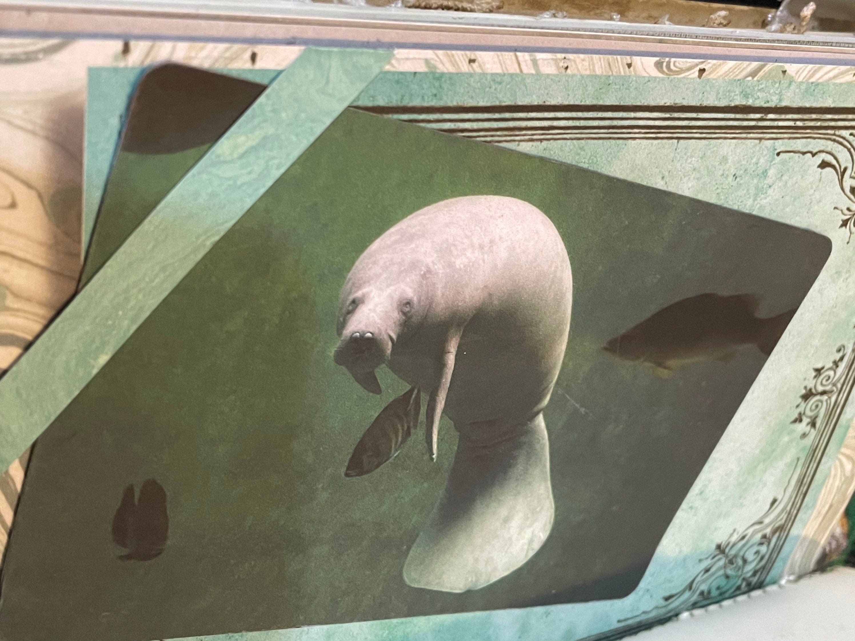 Tropical Fish Fussy Cut Junk Journal Add-on Pack Printable - Etsy