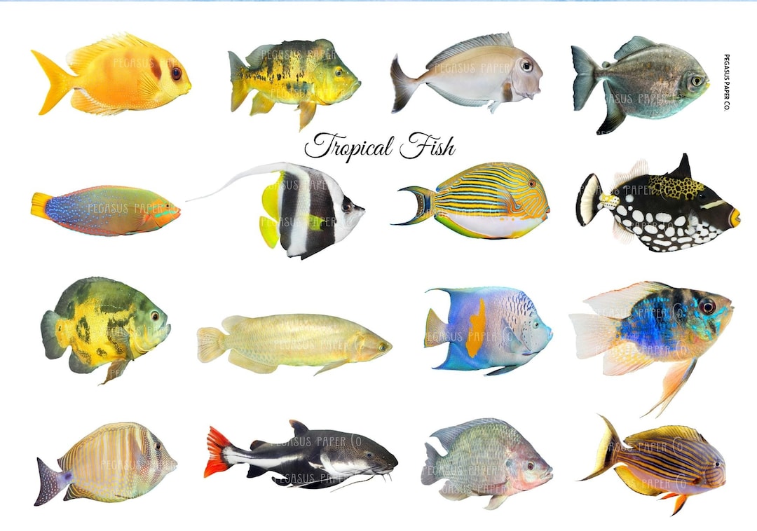 Tropical Fish Fussy Cut Junk Journal Add-on Pack, Printable Clip Art ...