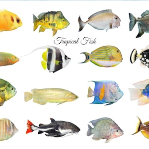 Tropical Fish Fussy Cut Junk Journal Add-on Pack, Printable Clip Art ...