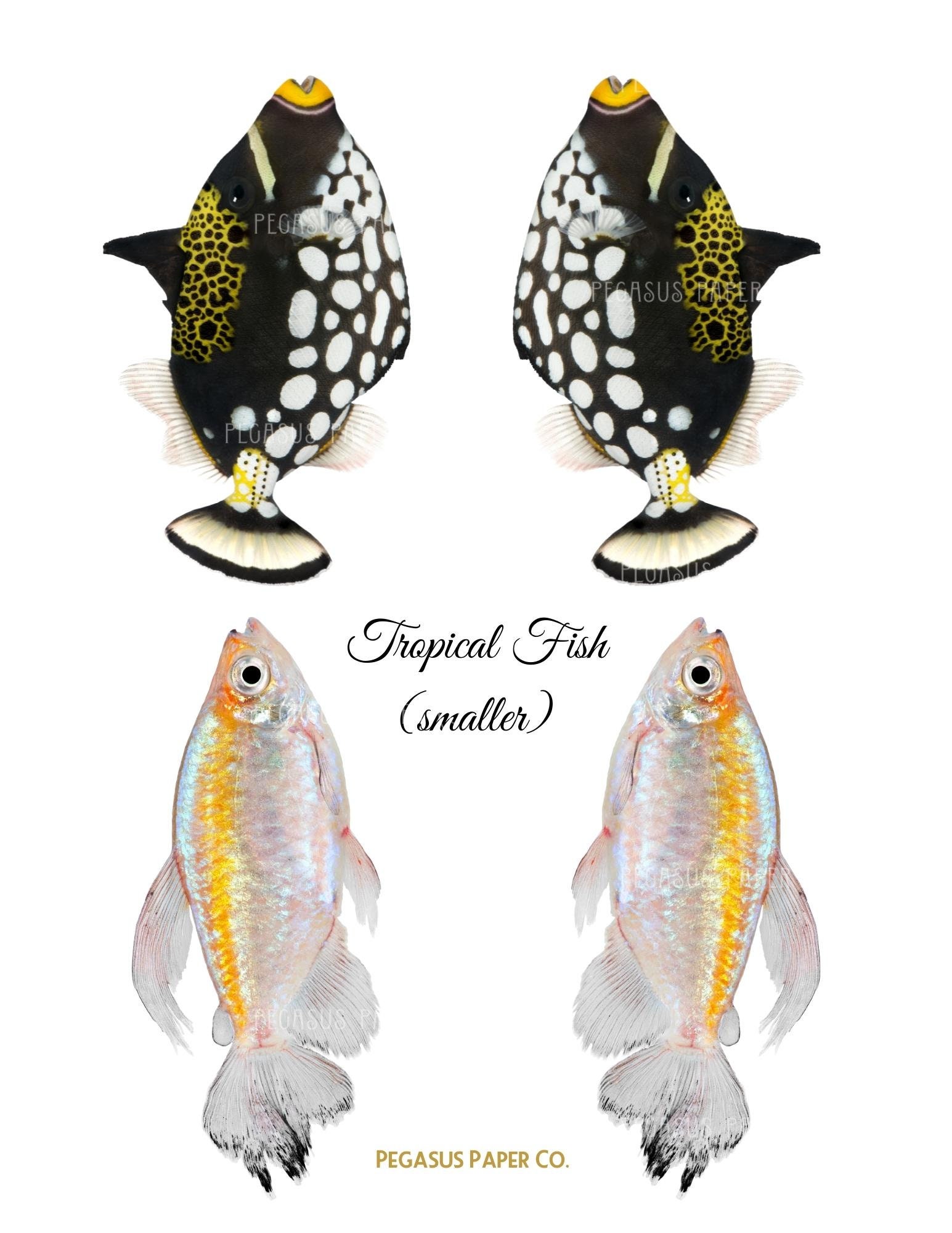 Tropical Fish Printable Images for Decoupage Custom Request for Jane - Etsy