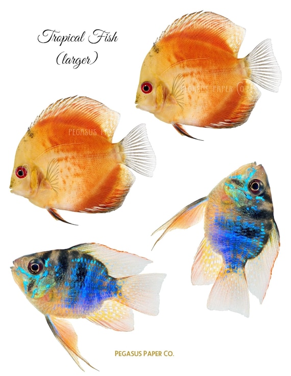 Tropical Fish Printable Images for Decoupage Custom Request - Etsy