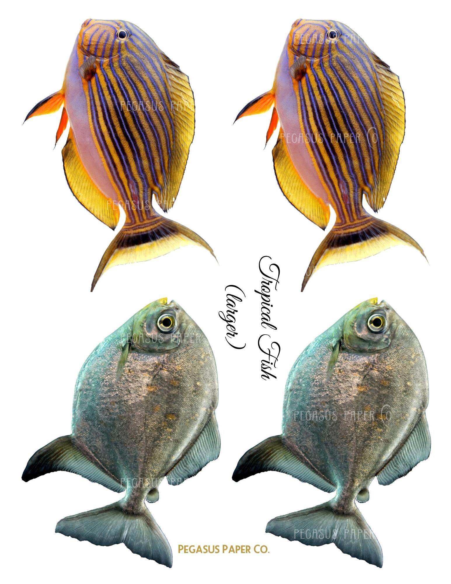 Tropical Fish Printable Images for Decoupage Custom Request for Jane - Etsy