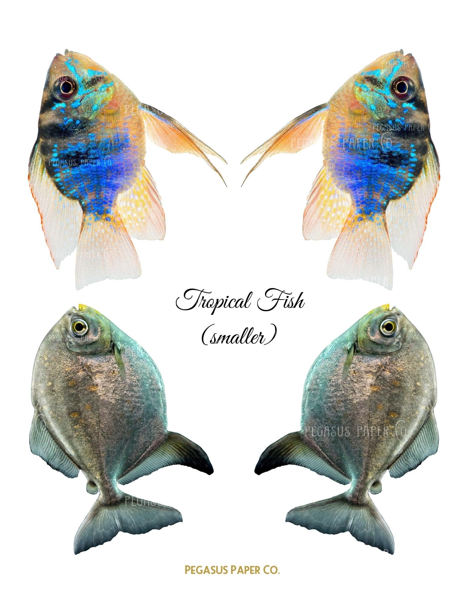 Tropical Fish Printable Images for Decoupage Custom Request for Jane - Etsy