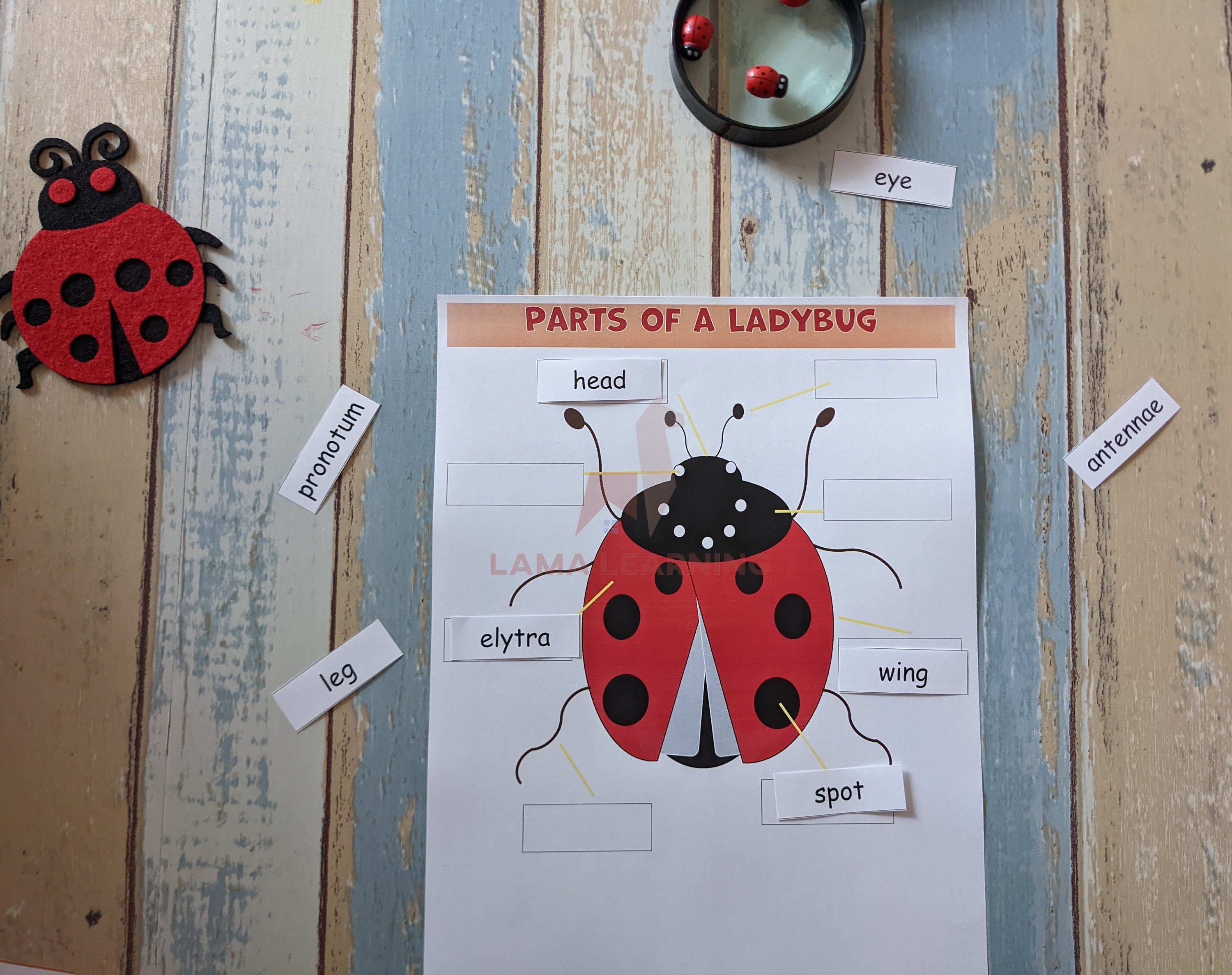 Ladybug Anatomy, Parts of a Ladybug, Counting Bugs, Kindergarten ...