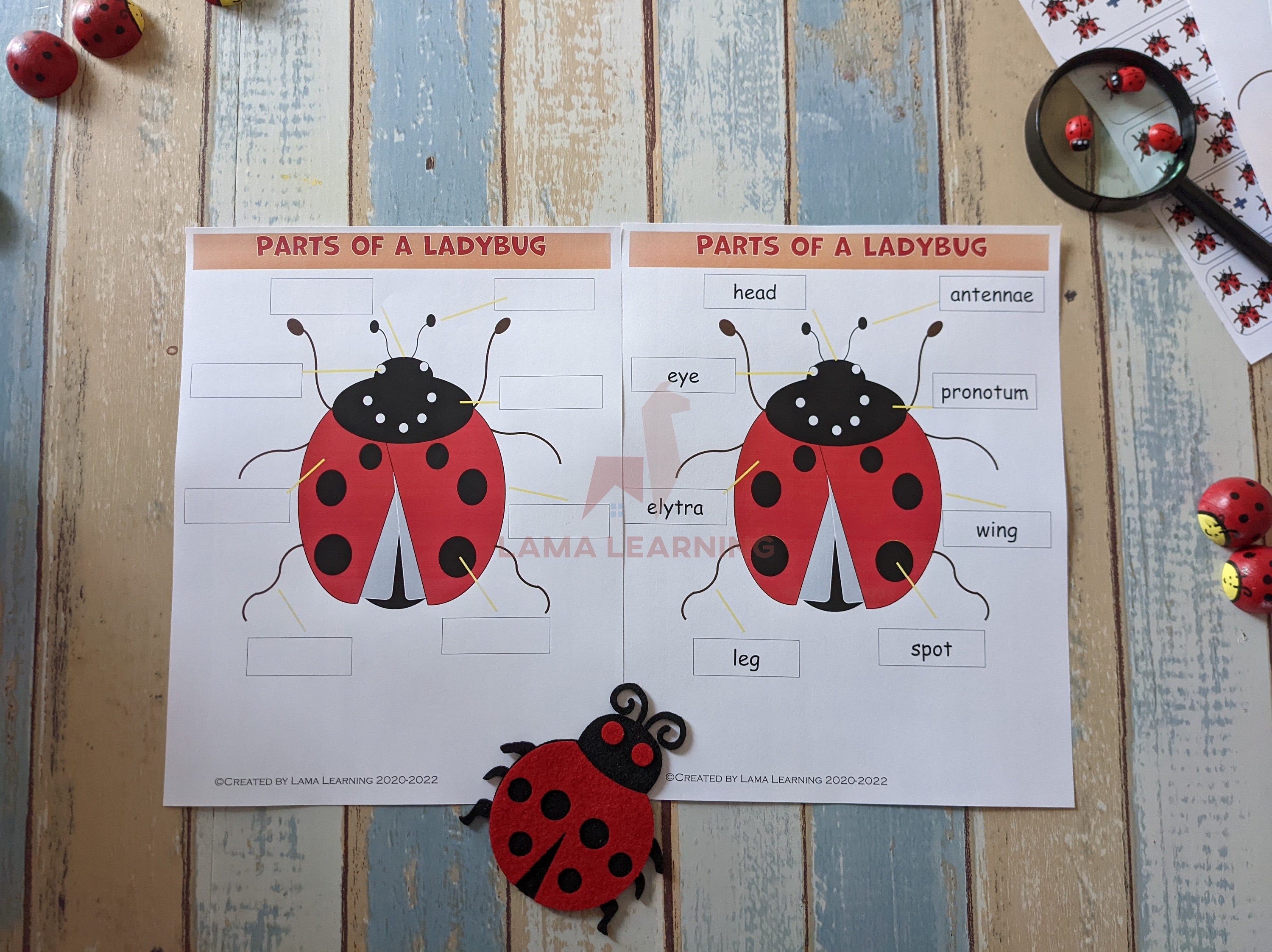 Ladybug Anatomy, Parts of a Ladybug, Counting Bugs, Kindergarten ...