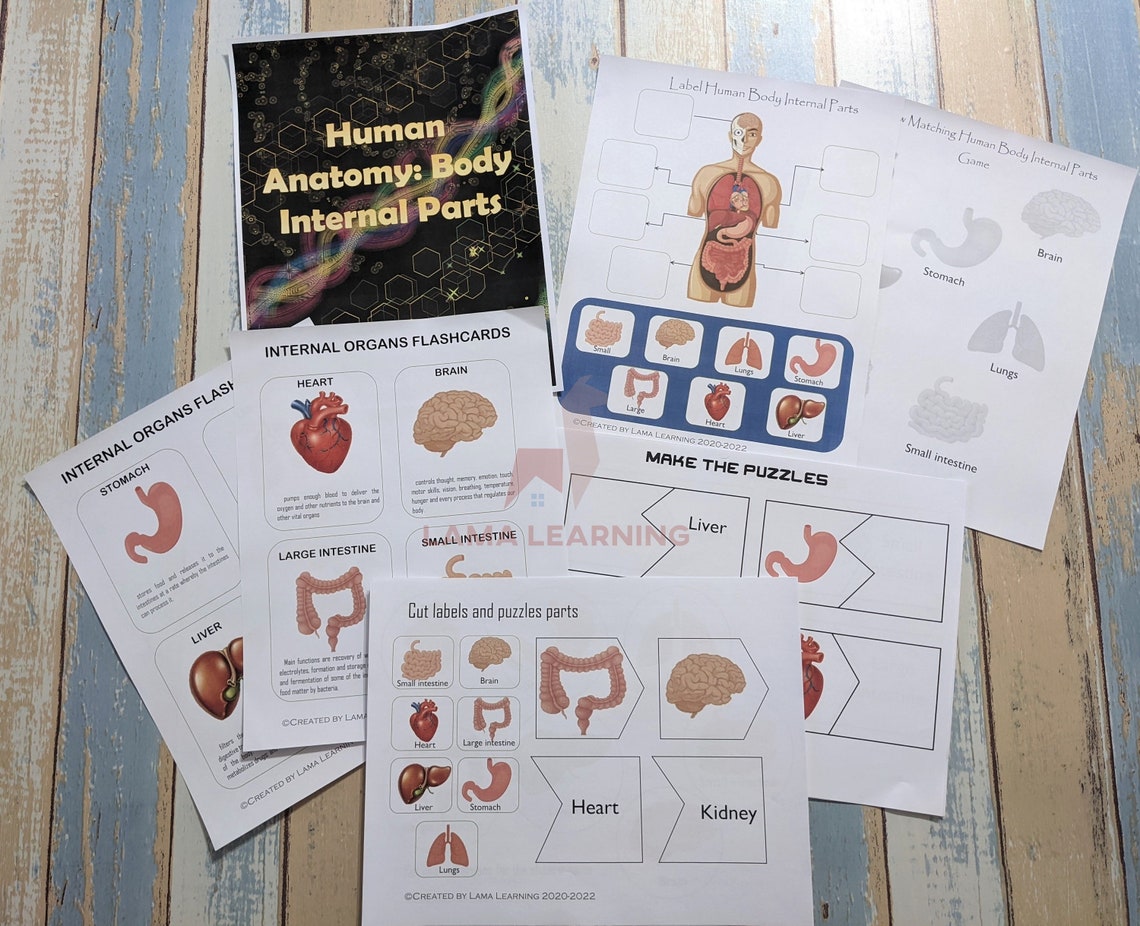 Human Body Pre-k Kindergarten Activity Printable, Homeschool, About Me ...