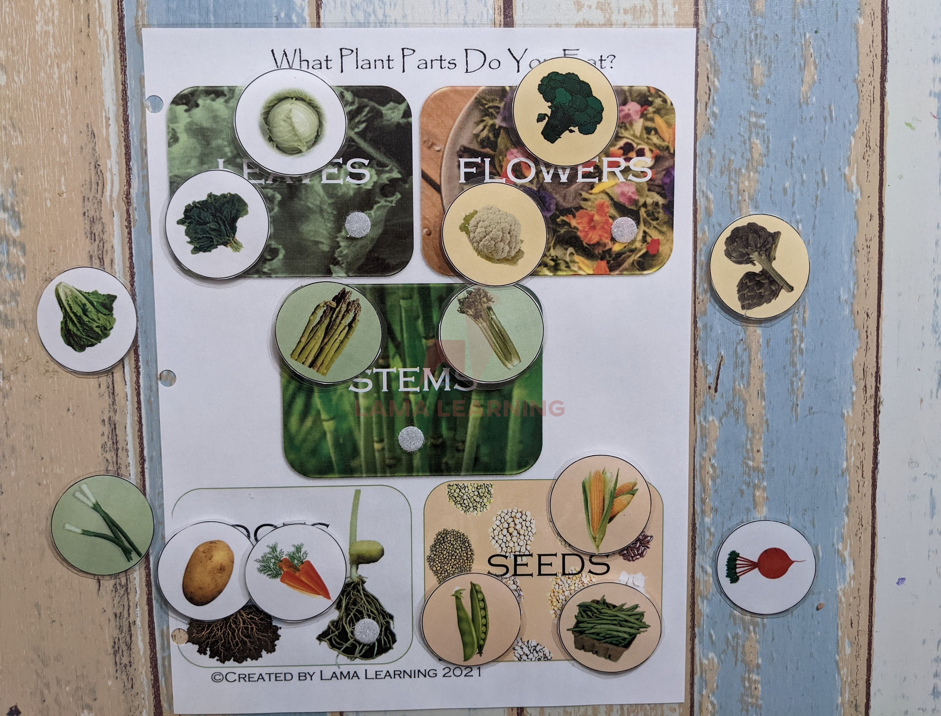 Plants Parts, Sorting Game, Learning Resources, Kindergarten Science ...